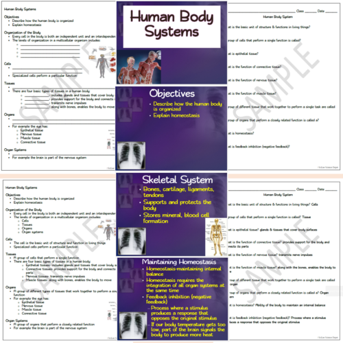 Human Body Systems Bundle | Made By Teachers