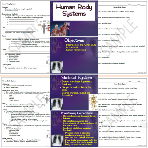 Human Body Systems Bundle | Made By Teachers