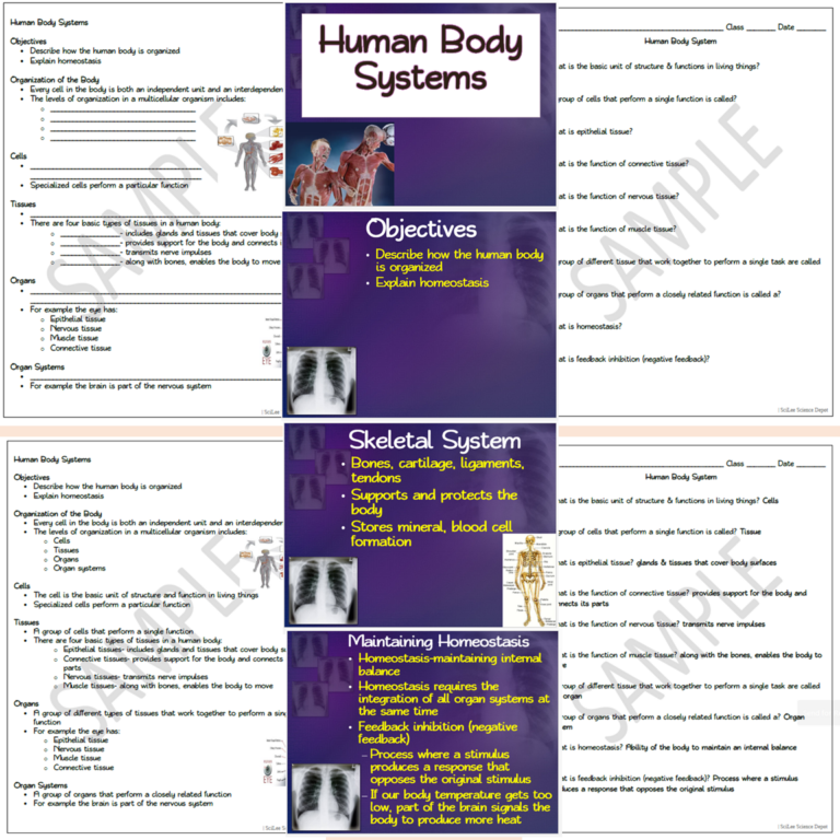 Human Body Systems Bundle - Made By Teachers