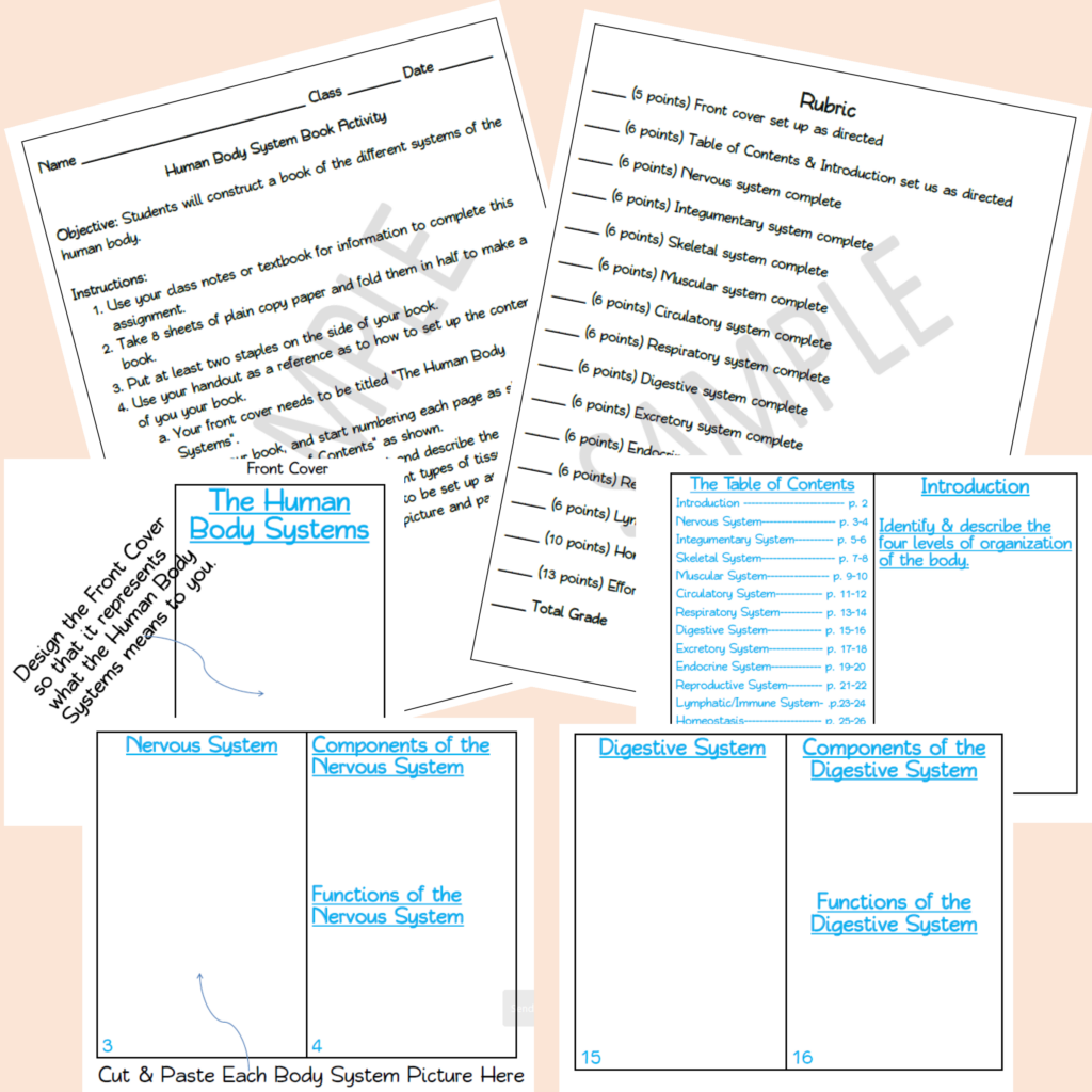 Human Body Systems Bundle | Made By Teachers