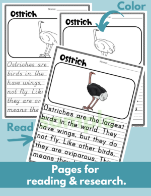 Ostrich Read Write Color African animal writing activity | Made By Teachers