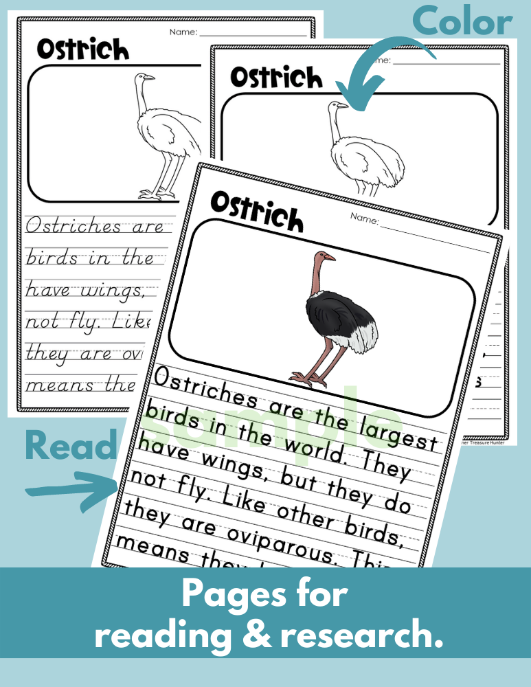 Ostrich Read Write Color African animal writing activity | Made By Teachers