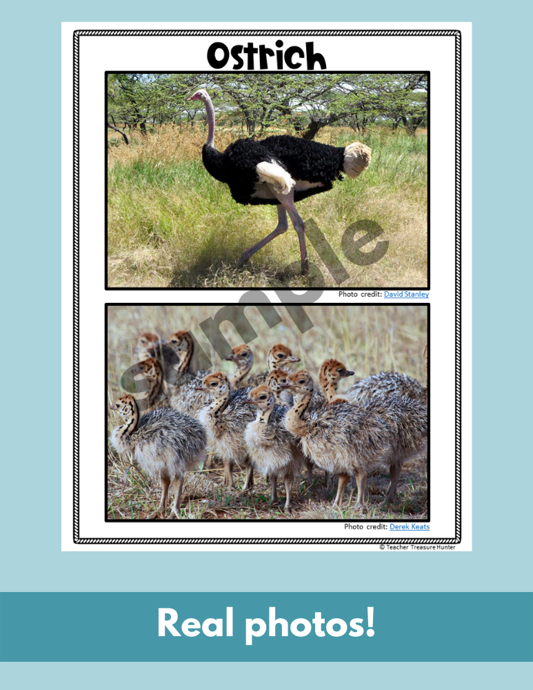 Ostrich Read Write Color African animal writing activity | Made By Teachers