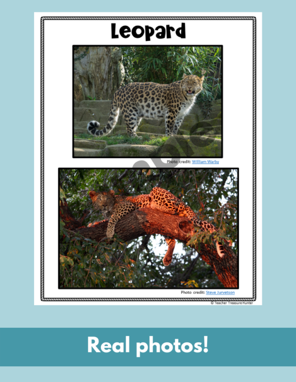 Leopard Read Write Color African animal writing activity for safari ...