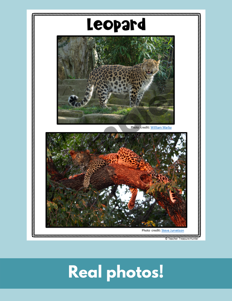 Leopard Read Write Color African animal writing activity for safari ...