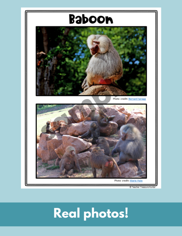 Baboon Read Write Color African animal writing activity for safari jungle unit | Made By Teachers