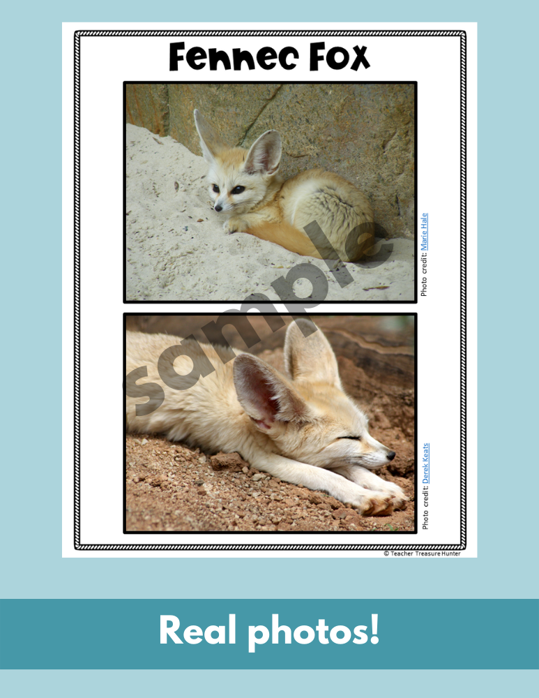 Fennec Fox Read Write Color resource for K 1st and 2nd | desert animal ...