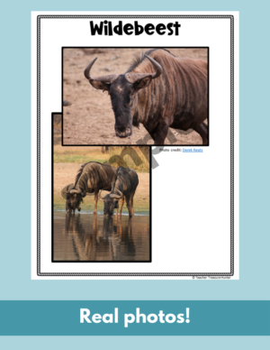 Wildebeest Read Write Color African animal writing for kindergarten 1st ...