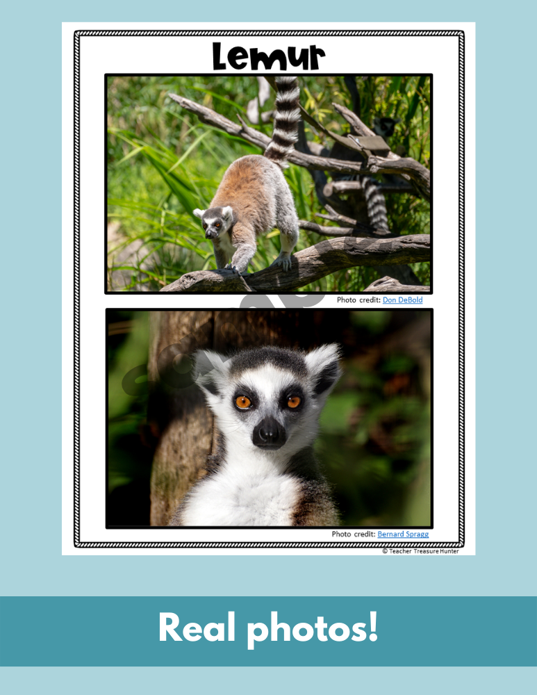 LEMUR Read Write Color activity for K, 1st, 2nd grade African Animals ...