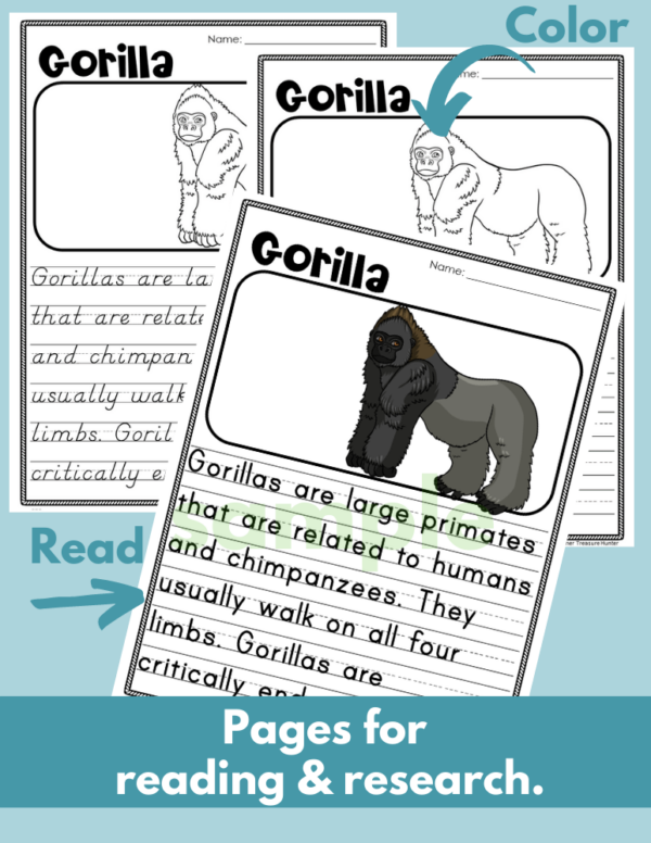 Gorilla facts Read Write Color African animal activity | Made By Teachers