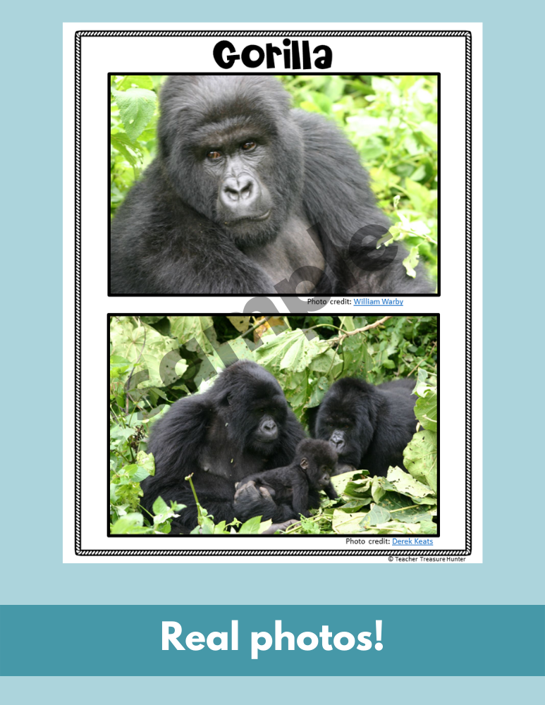Gorilla facts Read Write Color African animal activity | Made By Teachers