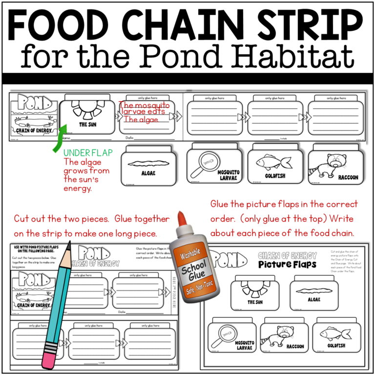 Food Chain Worksheets First Grade Science | Made By Teachers