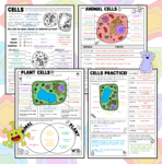 Plant and Animal Cells & Organelles (Notes and Practice) | Made By Teachers