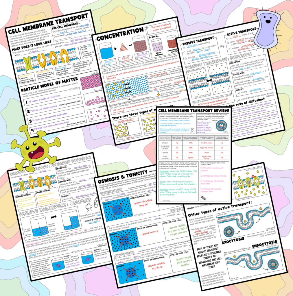 Cell Membrane Transport (Notes and Practice) | Made By Teachers