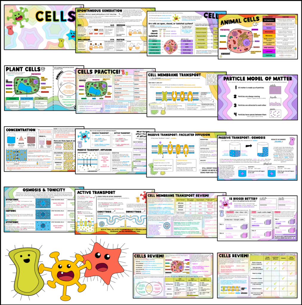 Cells Chapter Notes and Practice (organelles, membrane transport, SA:V ...