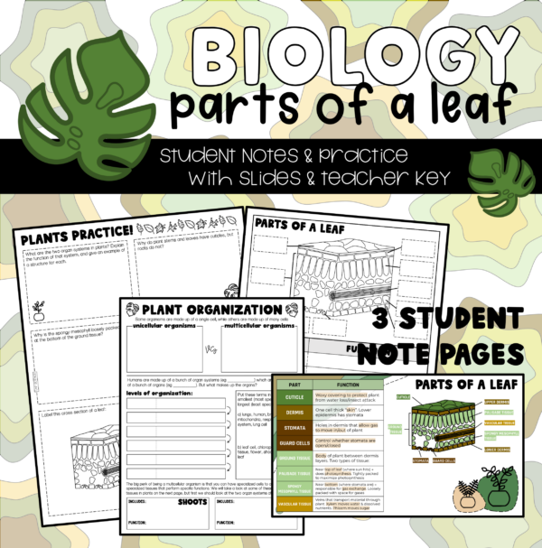 Parts of a Leaf Notes & Practice | Made By Teachers