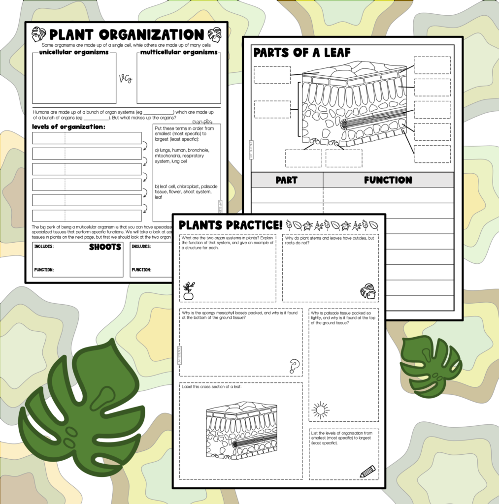 Parts of a Leaf Notes & Practice | Made By Teachers