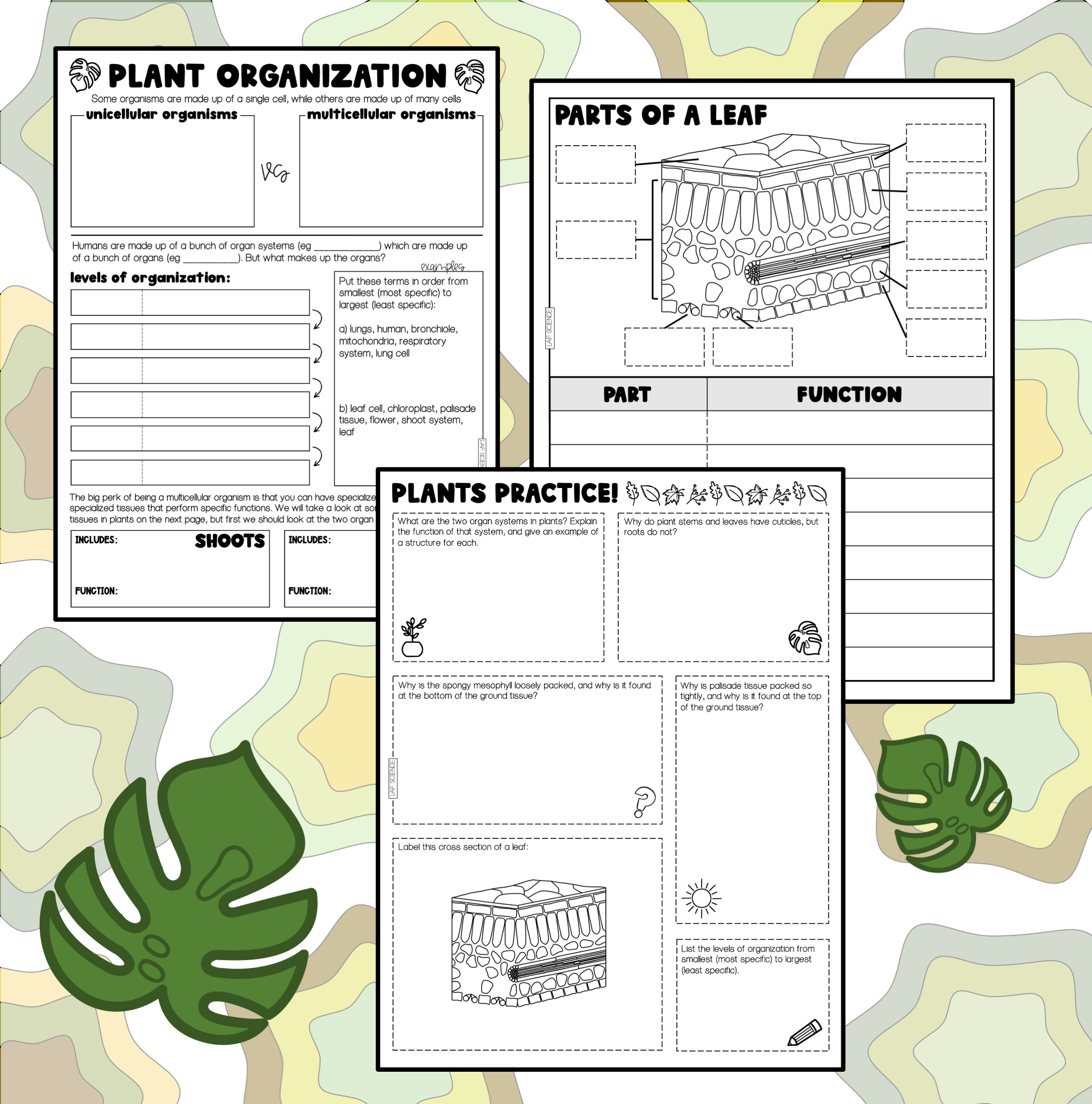 Parts of a Leaf Notes & Practice | Made By Teachers