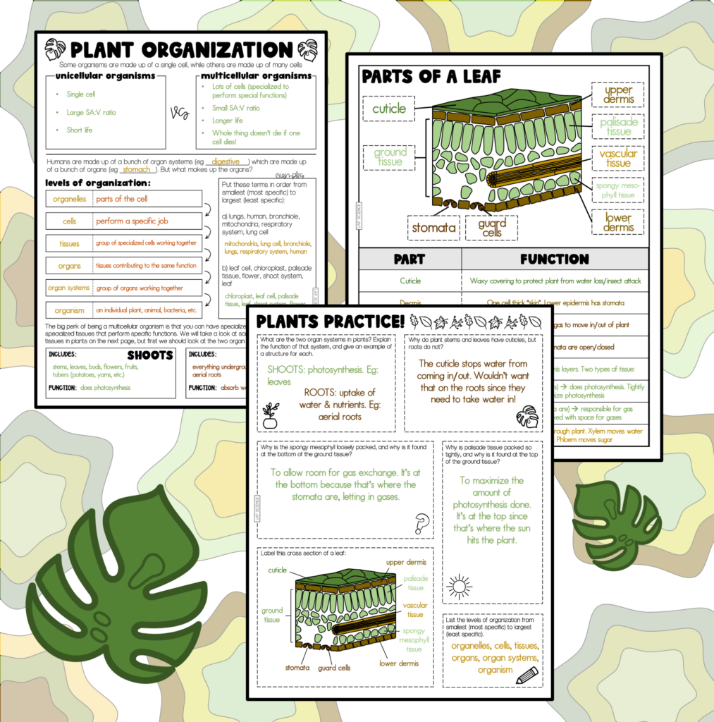 Parts of a Leaf Notes & Practice | Made By Teachers