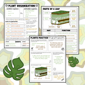 Parts of a Leaf Notes & Practice | Made By Teachers