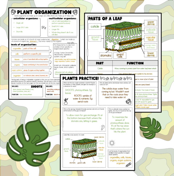 Parts of a Leaf Notes & Practice | Made By Teachers