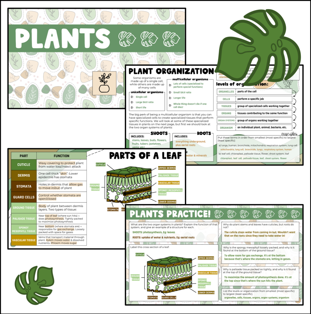 Parts of a Leaf Notes & Practice | Made By Teachers