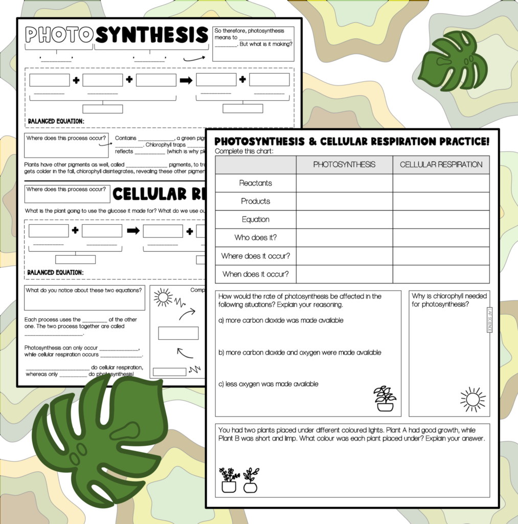 Photosynthesis and Cellular Respiration Notes & Practice | Made By Teachers