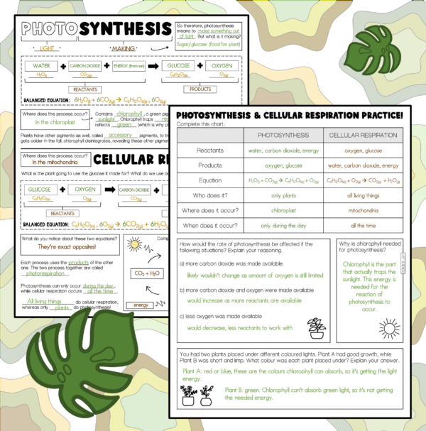 Photosynthesis and Cellular Respiration Notes & Practice | Made By Teachers