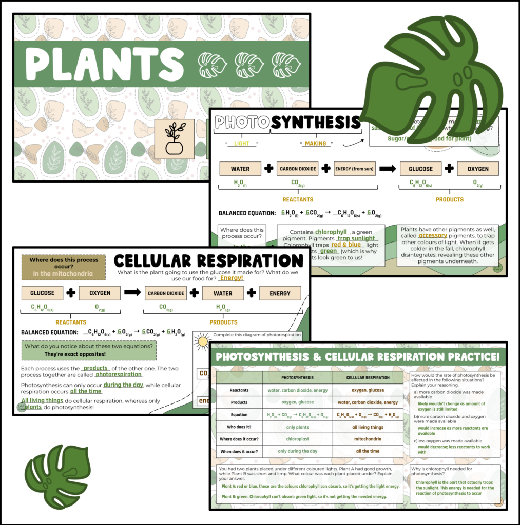 Photosynthesis and Cellular Respiration Notes & Practice | Made By Teachers