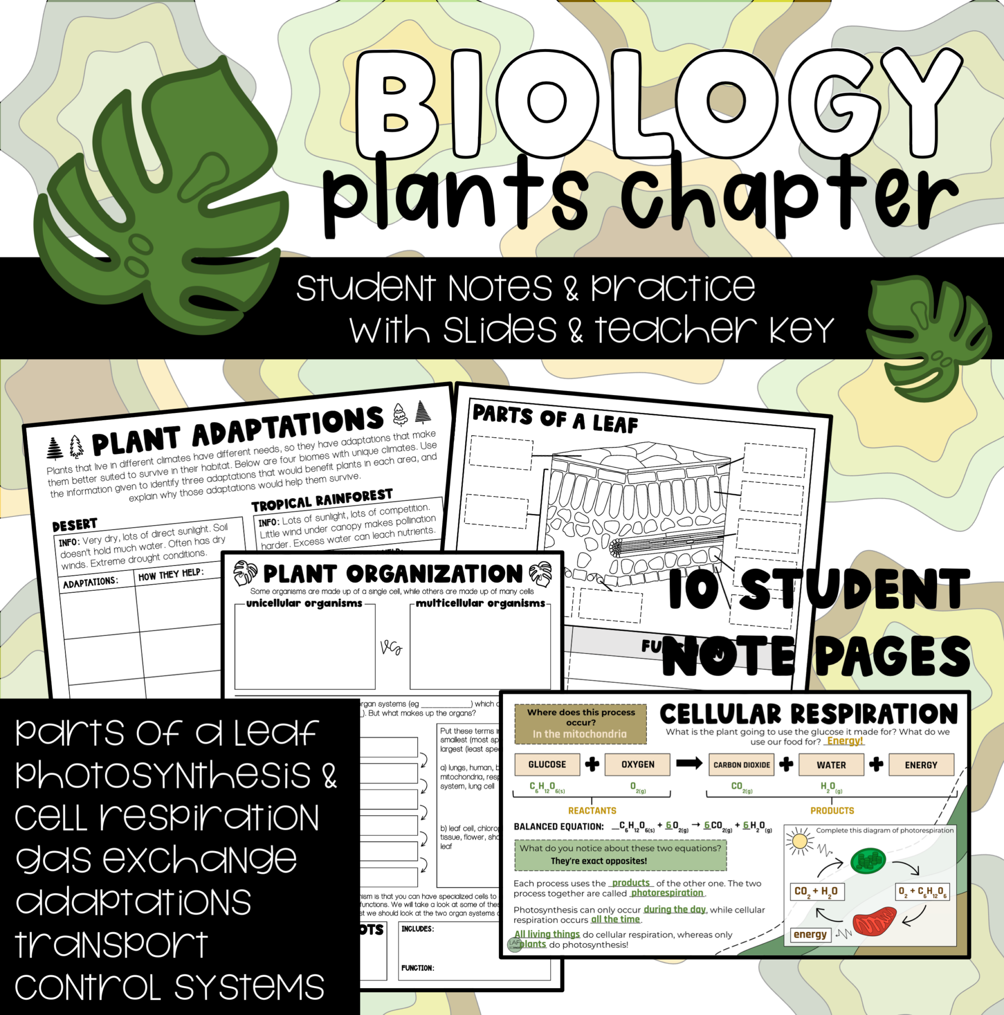 Plants Chapter Notes and Practice | Made By Teachers