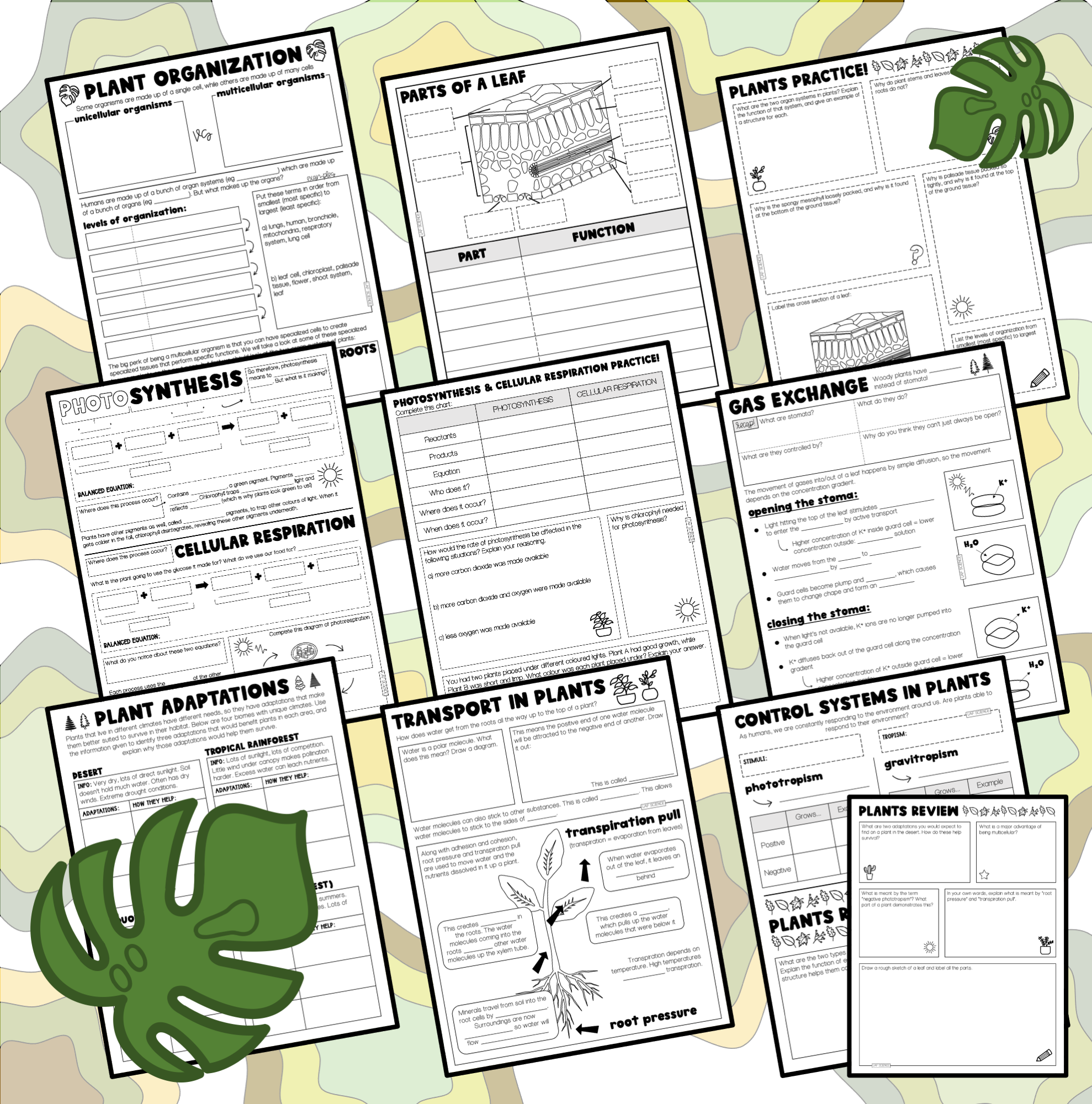 Plants Chapter Notes and Practice | Made By Teachers