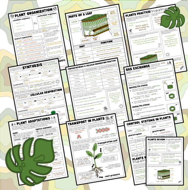Plants Chapter Notes and Practice | Made By Teachers