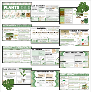 Plants Chapter Notes and Practice | Made By Teachers