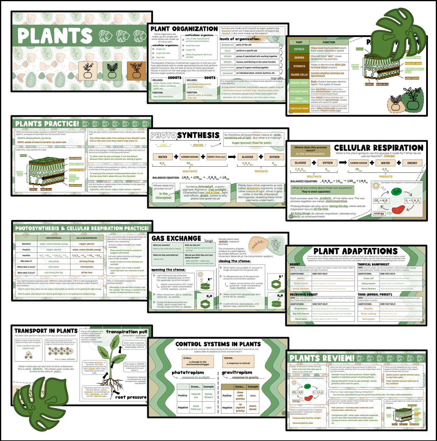 Plants Chapter Notes and Practice | Made By Teachers