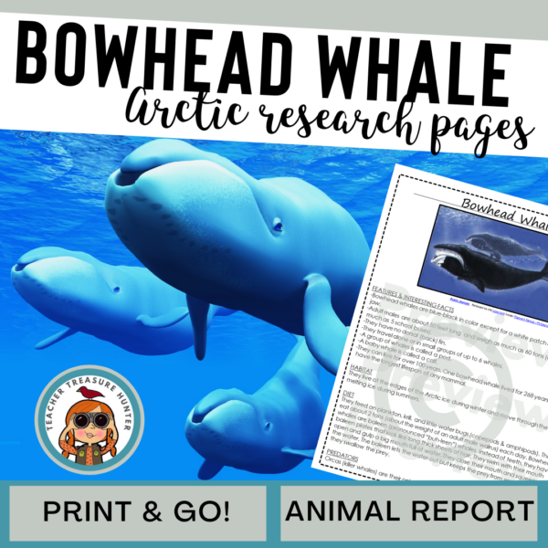 Arctic Animal Research Report Learn about BOWHEAD WHALES 1st 2nd 3rd ...