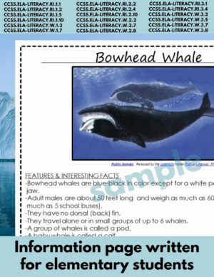 Arctic Animal Research Report Learn about BOWHEAD WHALES 1st 2nd 3rd ...