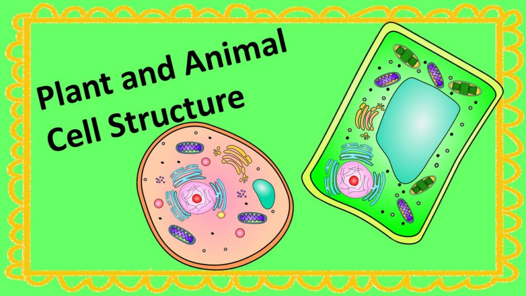 Animal and Plant Cell Interactive Powerpoint Lesson and Student ...