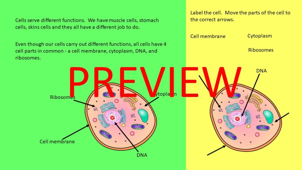 Animal and Plant Cell Interactive Powerpoint Lesson and Student ...