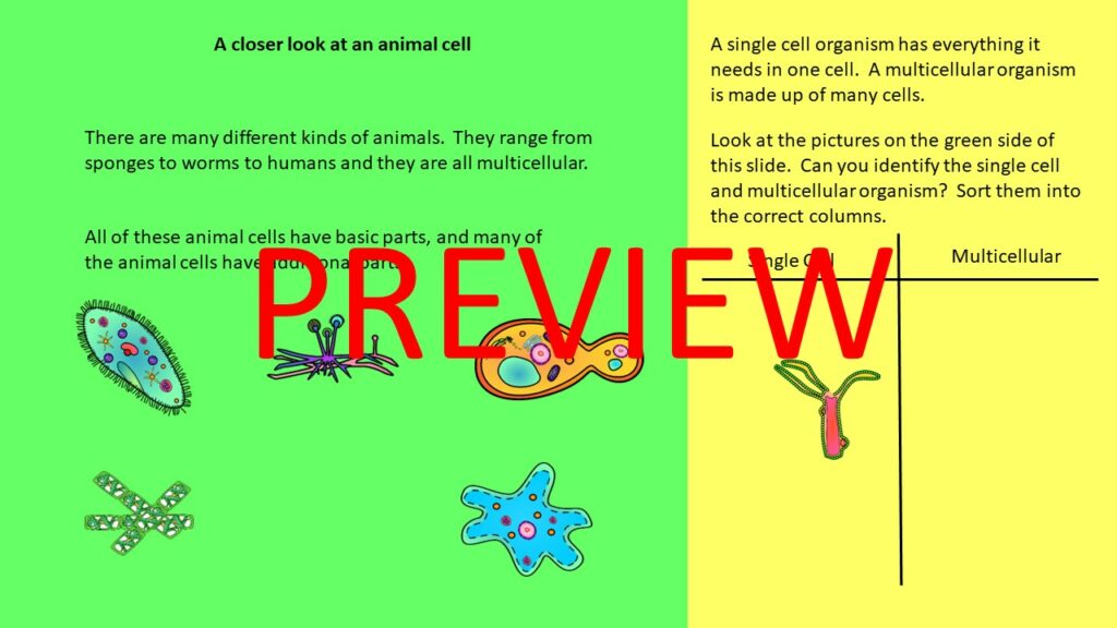 Animal and Plant Cell Interactive Powerpoint Lesson and Student ...