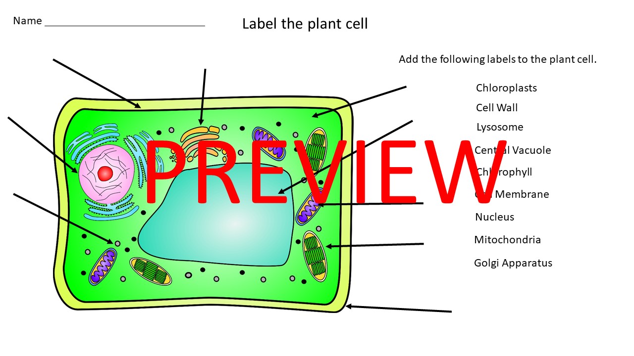 Animal and Plant Cell Interactive Powerpoint Lesson and Student ...