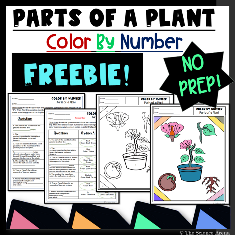 Parts of a Plant Color by Number | FREE Science Activity | Science ...