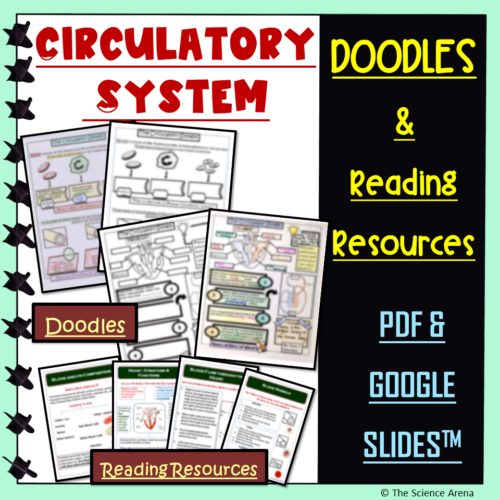 Circulatory System | Human Body System Graphic Organizers | Science ...