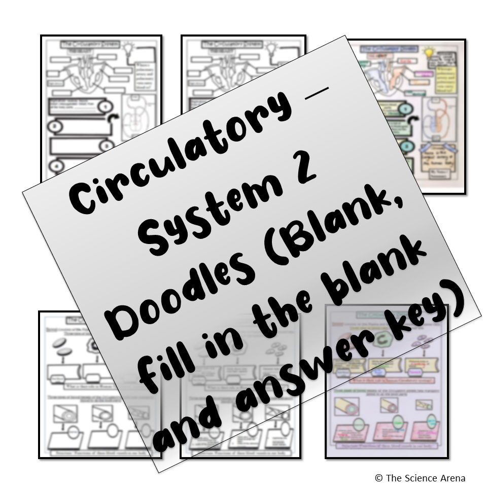 Circulatory System | Human Body System Graphic Organizers | Science ...