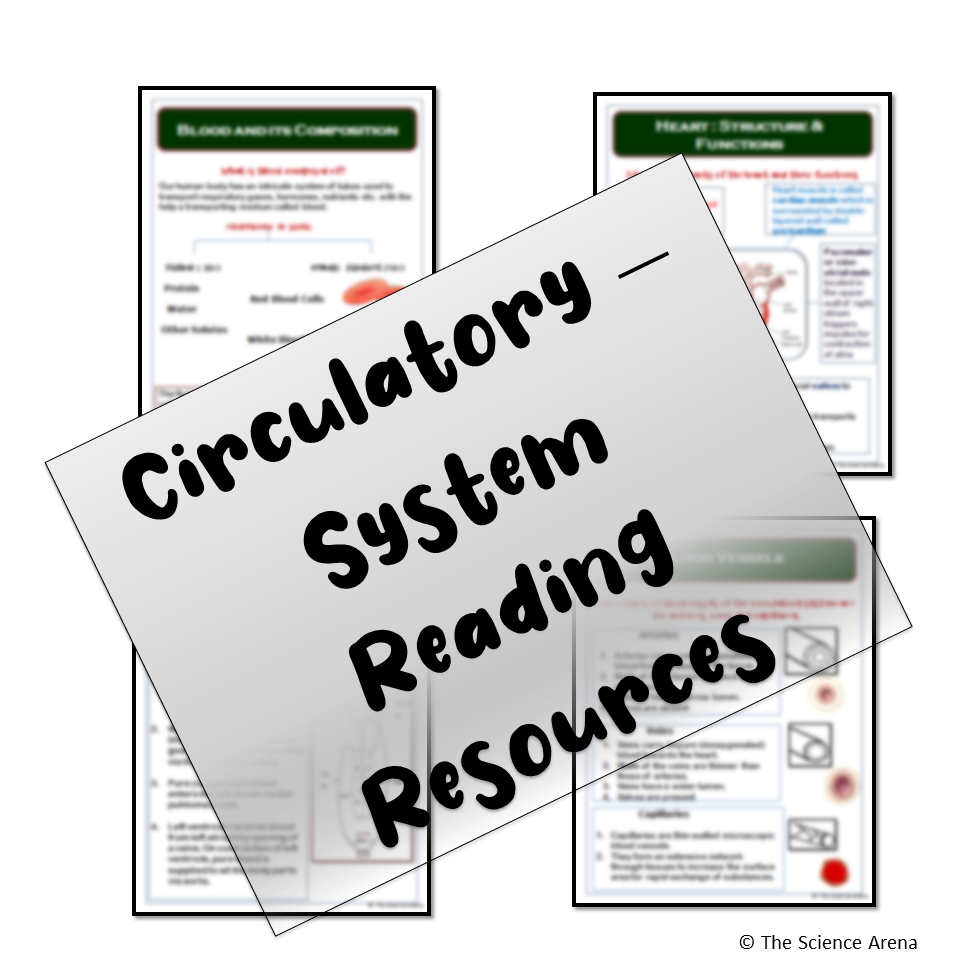 Circulatory System | Human Body System Graphic Organizers | Science ...