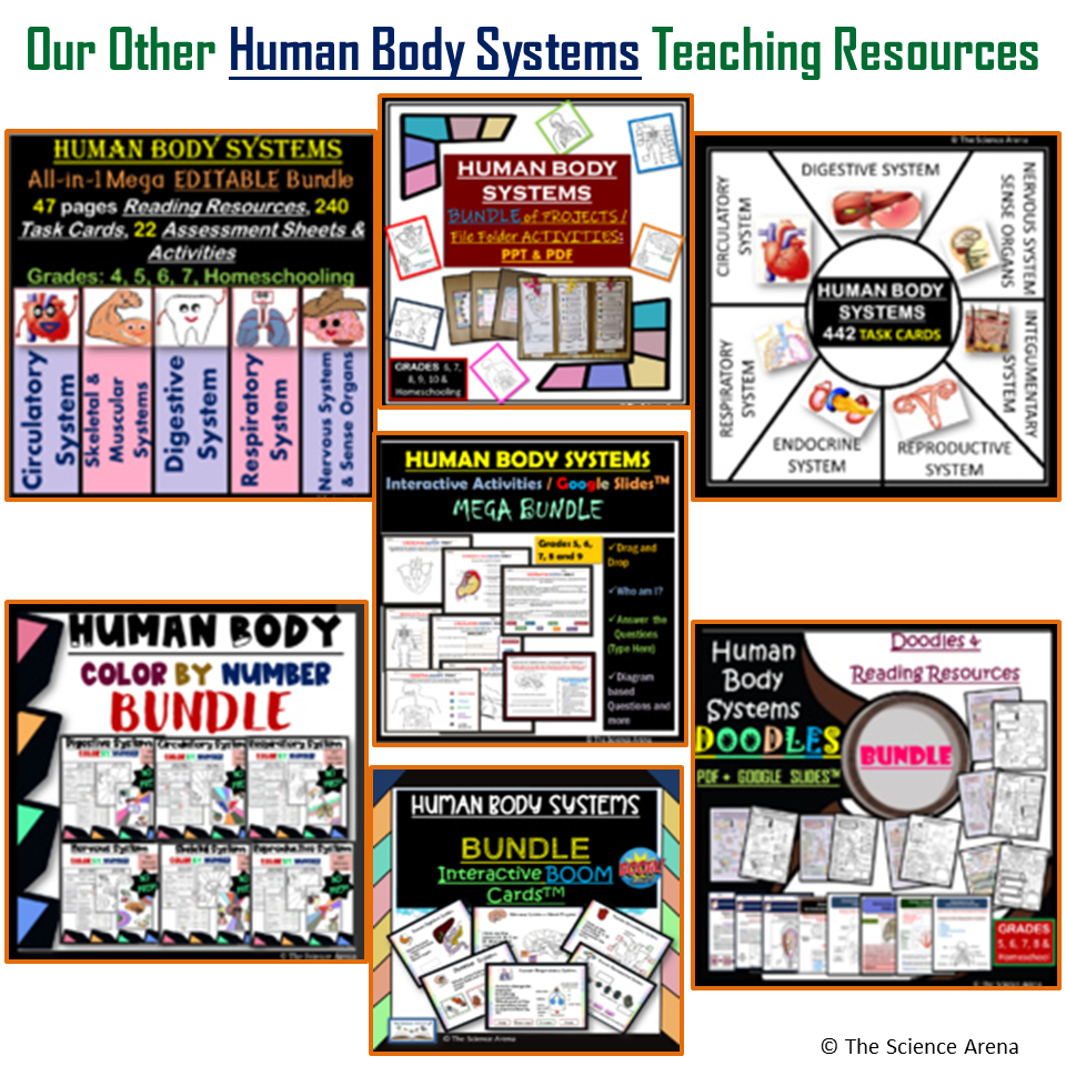 Circulatory System | Human Body System Graphic Organizers | Science ...