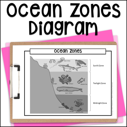Ocean Zones Diagram | Made By Teachers