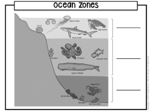 Ocean Zones Diagram | Made By Teachers