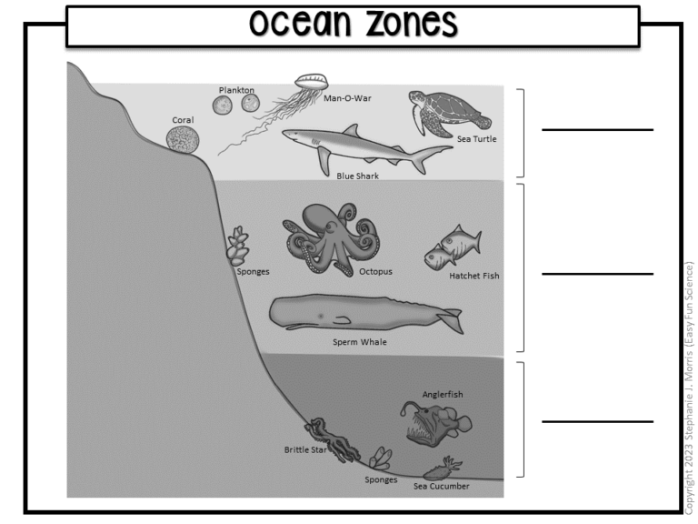 Ocean Zones Diagram | Made By Teachers
