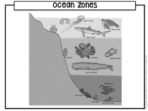 Ocean Zones Diagram | Made By Teachers