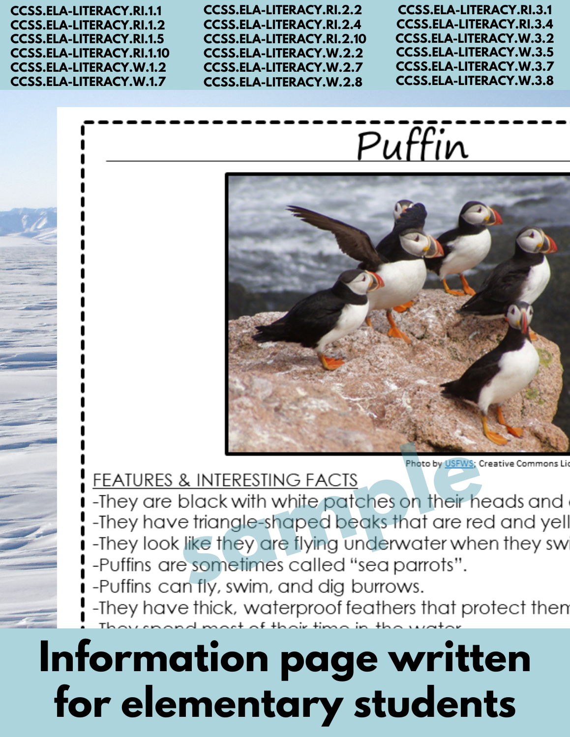 Puffin non-fiction article to write informational animal reports 1st ...